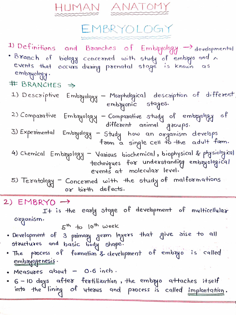 Embryology Handwritten Notes | PDF