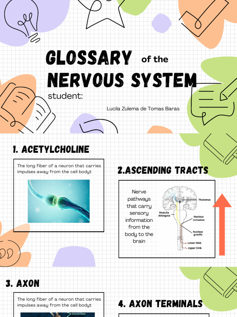 Nervous System Glossary Terms | PDF | Nervous System | Motor Neuron