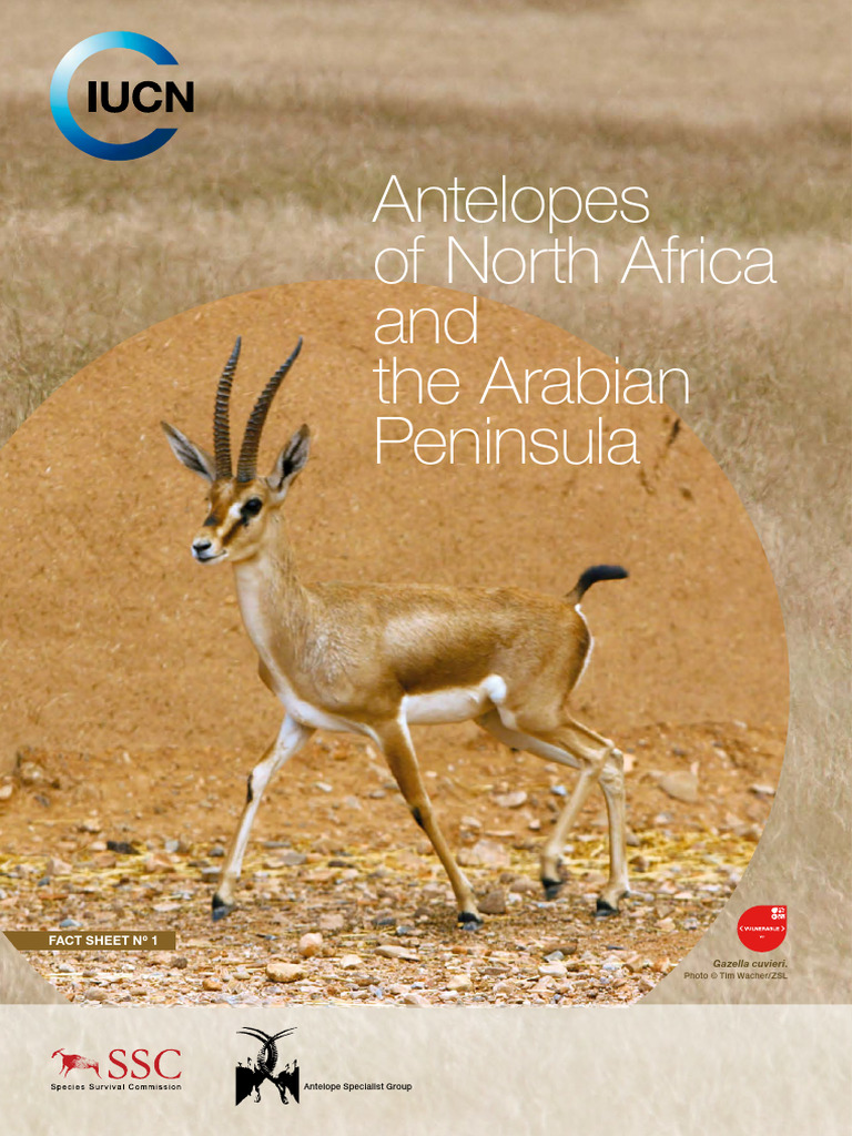Antelopes North Africa en Leaflet | PDF | Antelope