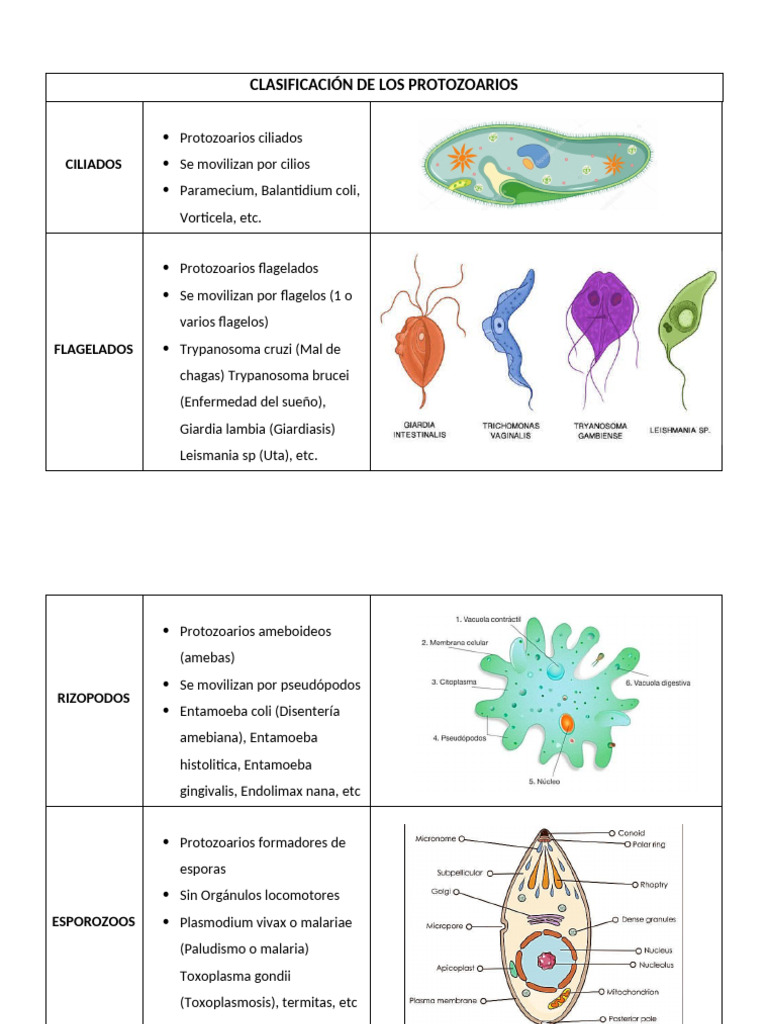 Clasificación de Los Protozoarios | PDF