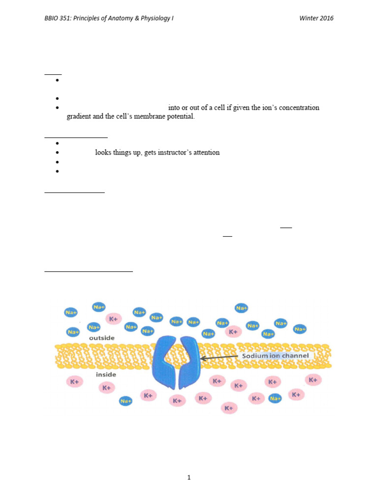 Tutorial 2 Worksheet Membrane Potential | PDF | Membrane Potential | Cell Biology