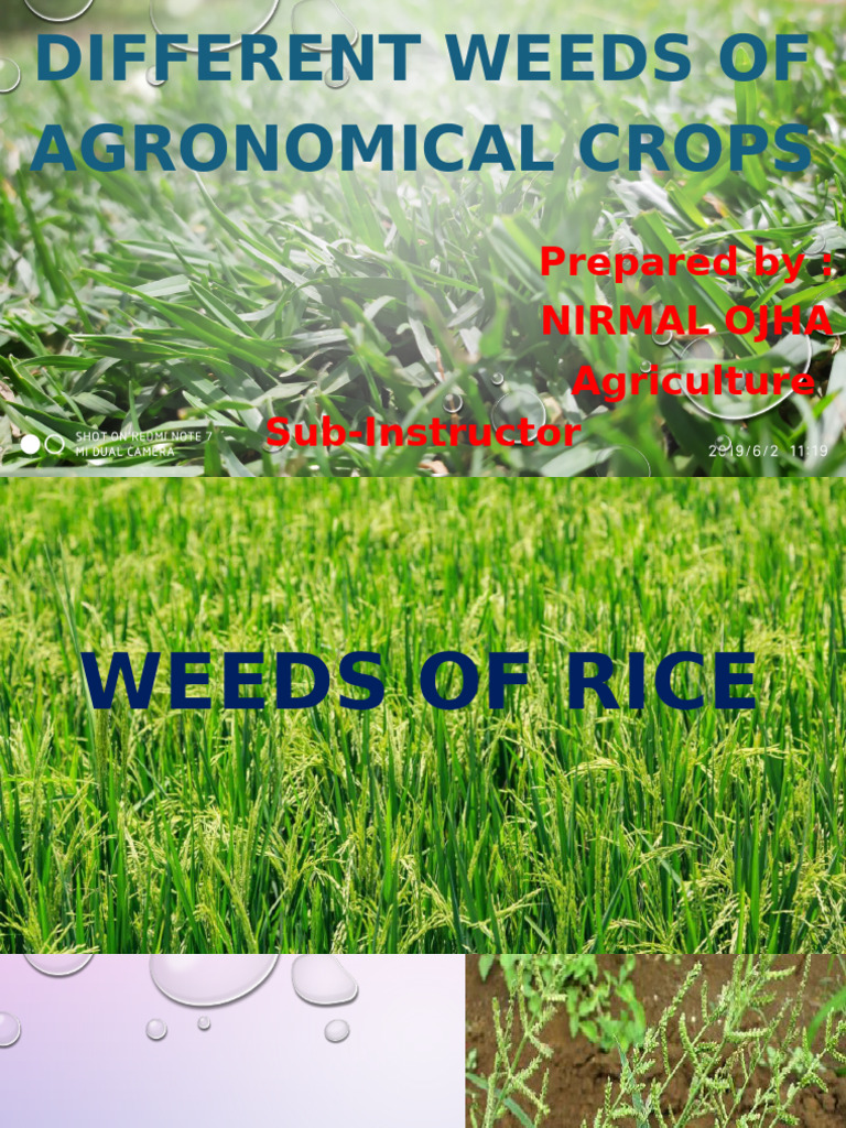 Key Weeds in Agronomical Crops | PDF | Agriculture