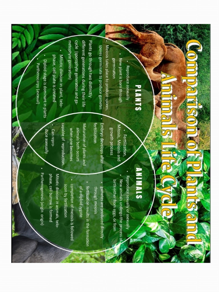 Life Cycle of Plants and Animals | PDF