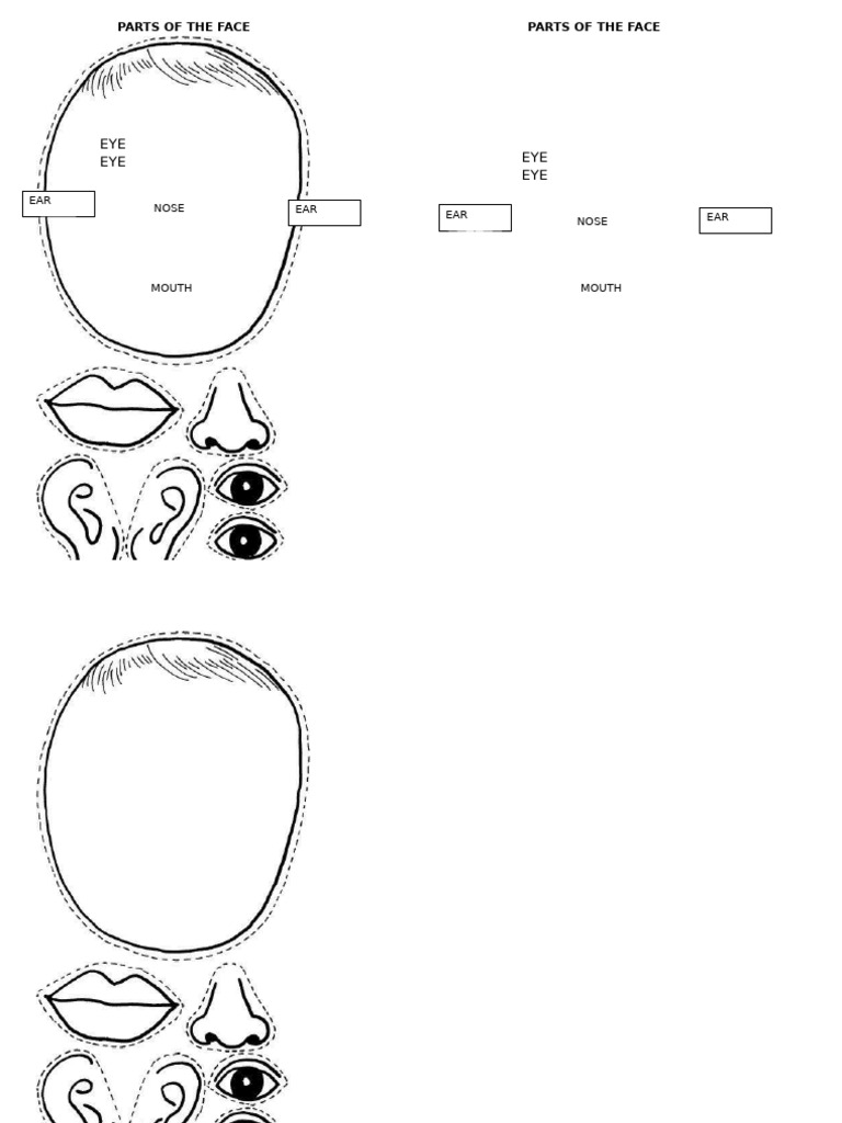 Parts of The Face | PDF