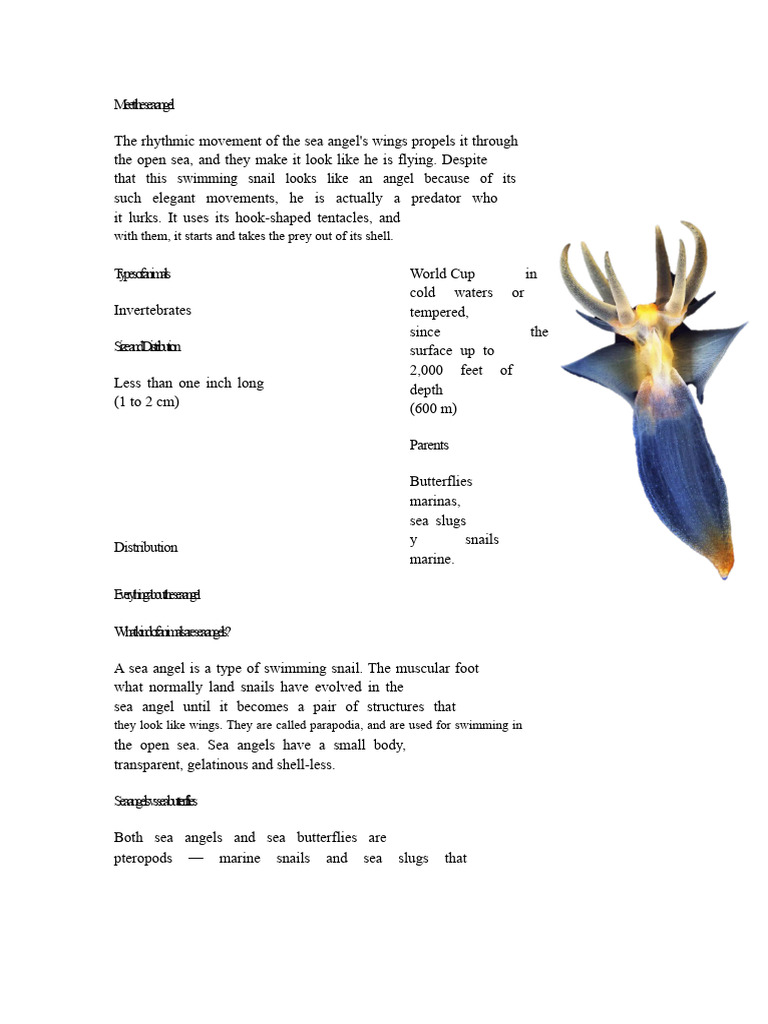 Meet the sea angel | PDF | Molluscs | Zoology