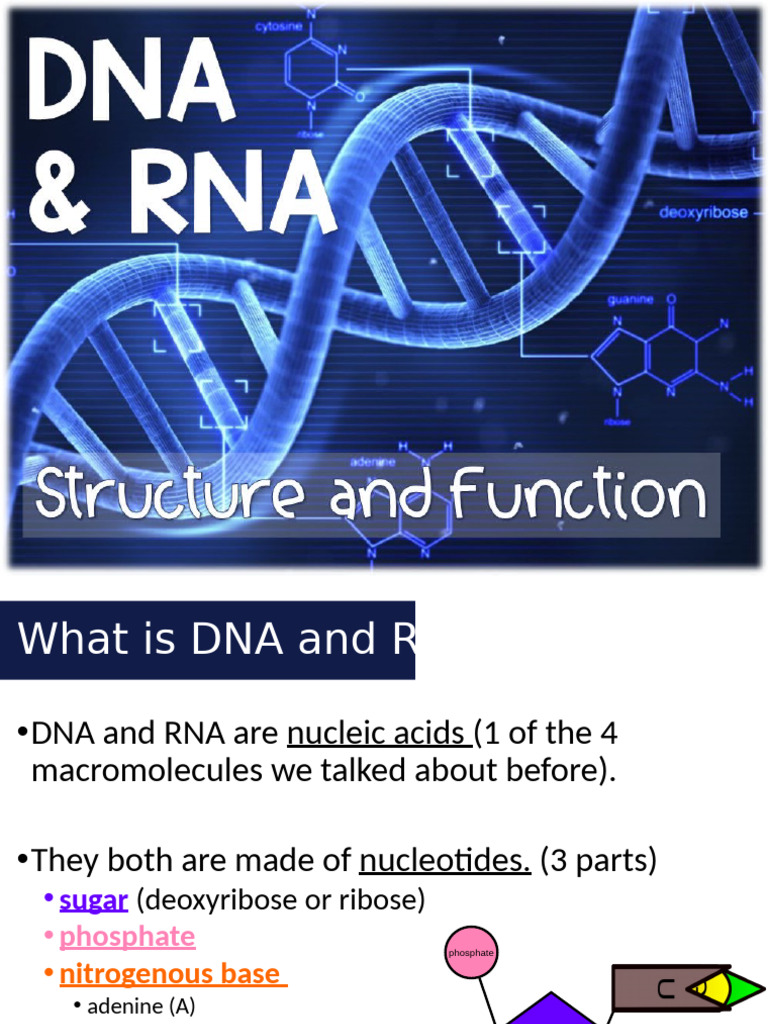 DNA and RNA: Structure and Functions | PDF | Rna | Dna