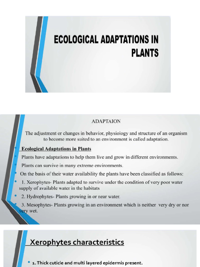 Adaption | PDF