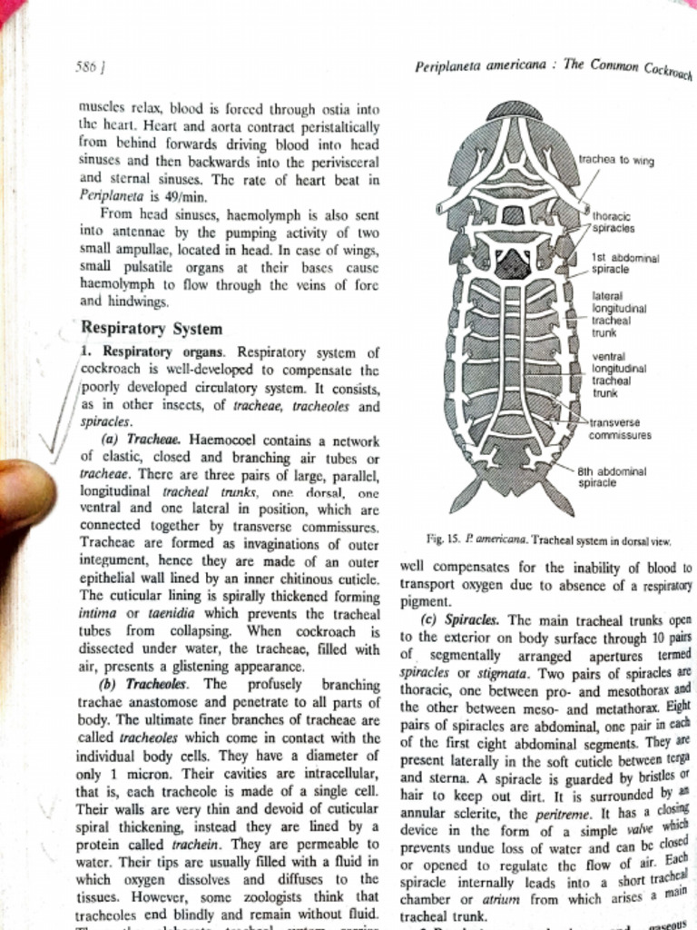 ZOOLOGY SEM II HONS CC 3 Respiration in Cockroach Prof. Susmita Das | PDF