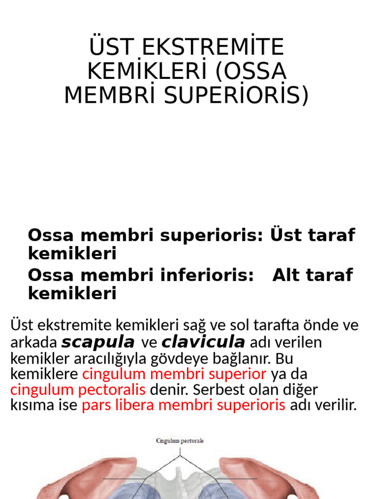 9 - Üst Taraf Kemikleri 2 | PDF
