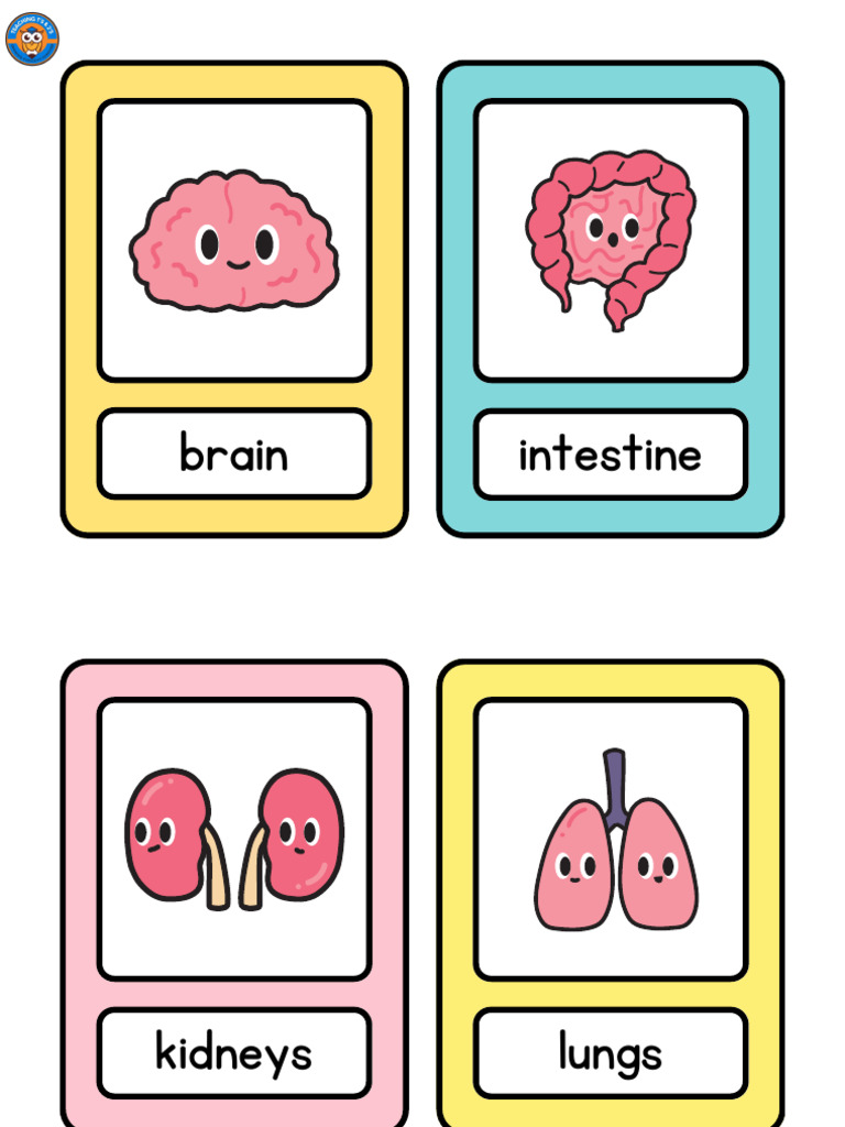 Human Body Flashcards in Colorful Illustrative Style - 20250630 ...