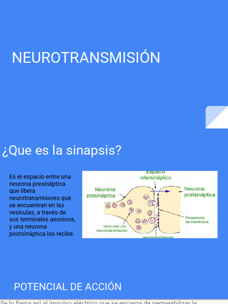 Sinapsis: Tipos y Funciones Neuronales | PDF | Sinapsis | Sinapsis química