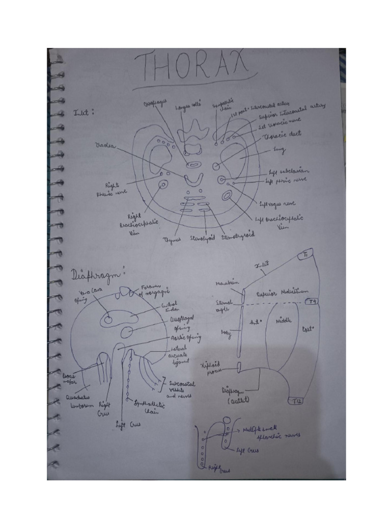 Thorax Diagrams | PDF