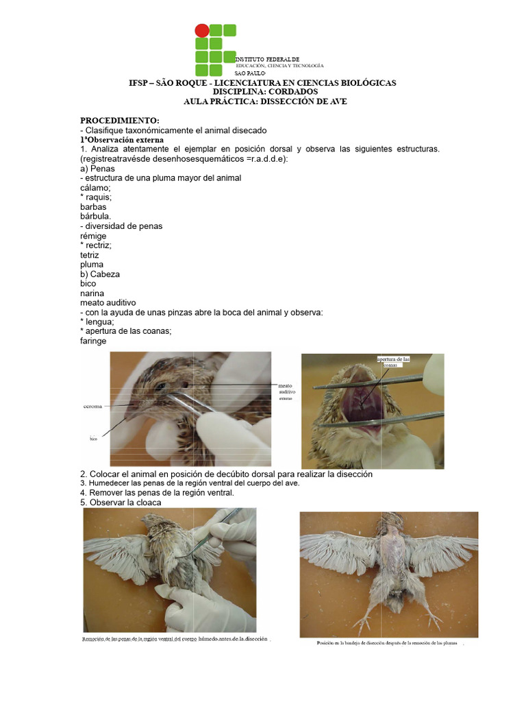 Disecando Aves: Guía Práctica de Ciencias Biológicas | PDF