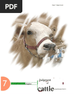 Livestock Judging Techniques Explained | PDF | Livestock | Domesticated ...