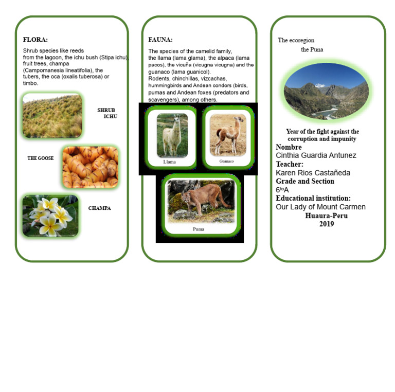 Tri-Fold Brochure Primary | PDF