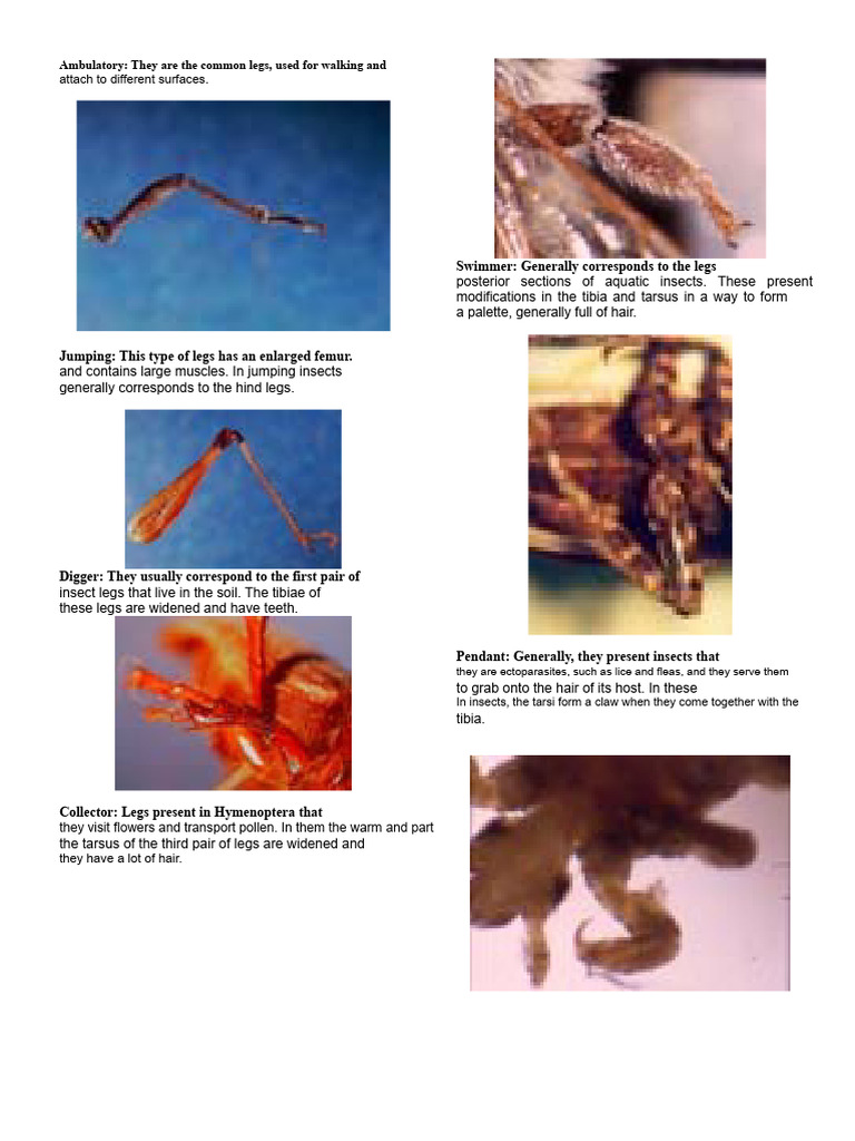 Insect Leg Types and Functions | PDF