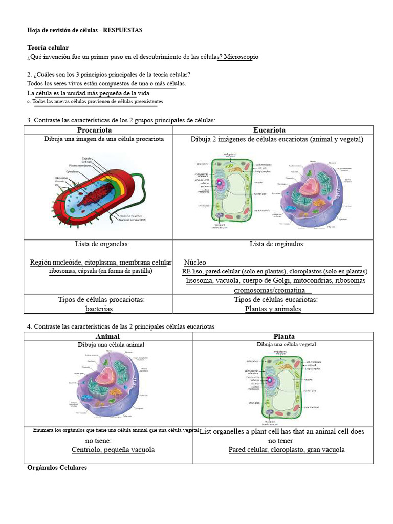 Revisión de la Teoría Celular y Orgánulos | PDF | Biología Celular ...