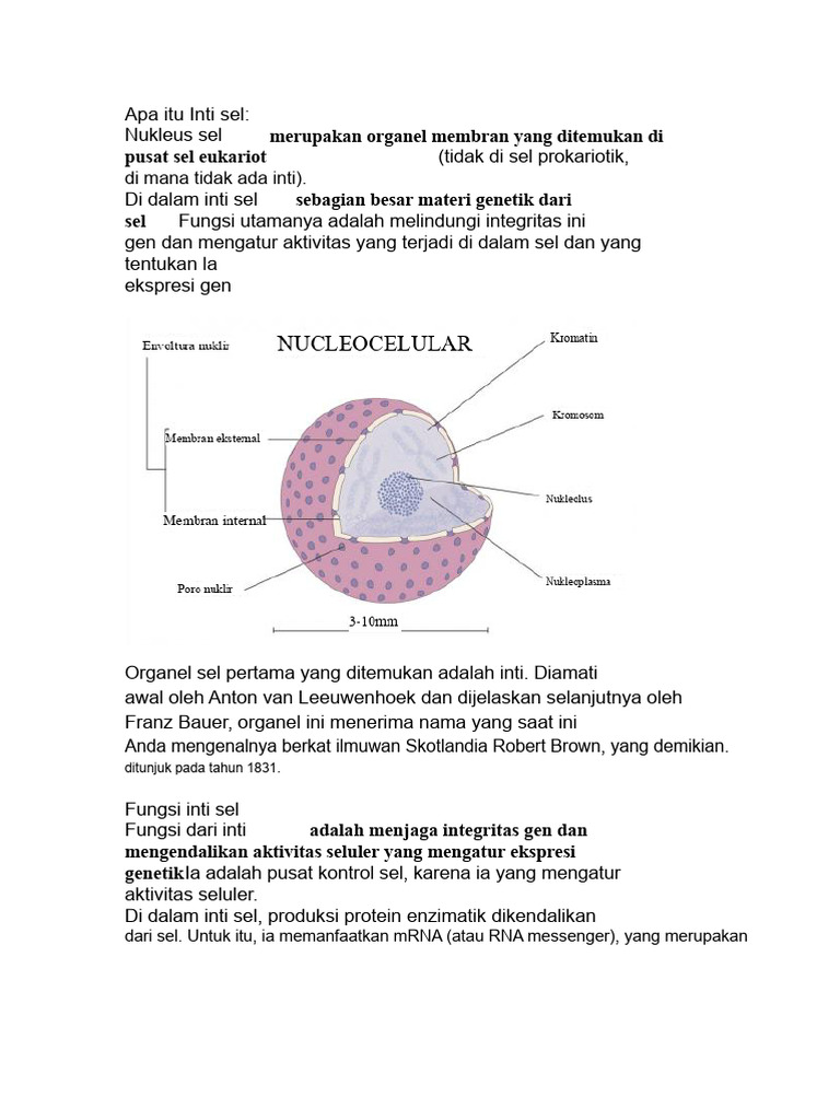 Nukleus Sel A | PDF