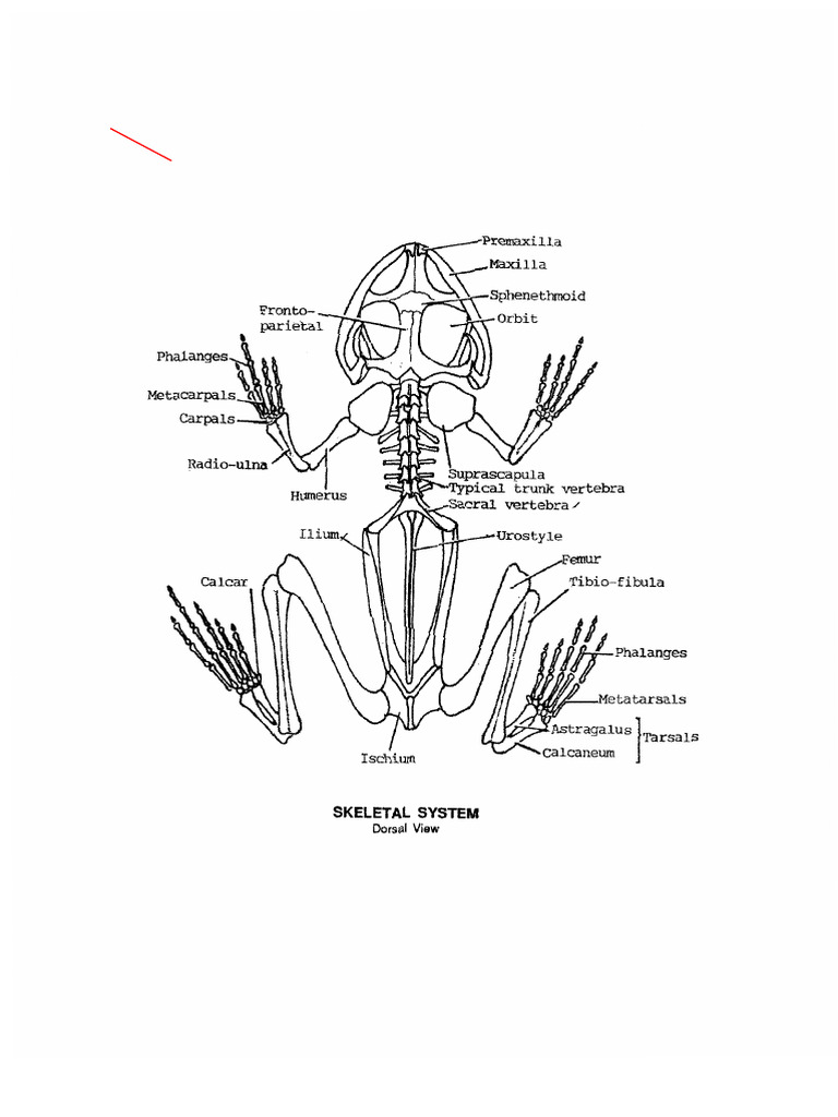 Zoo Lab | PDF