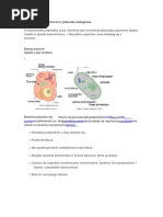 Budowa I Funkcje Komórki. Rodzaje Komórek | PDF