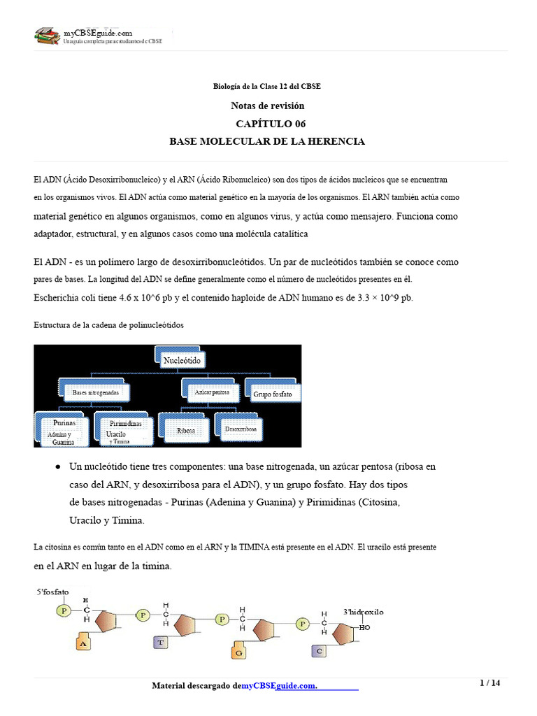 12 Notas de Biología Ch06 Base Molecular de la Herencia (1) | PDF | Rna | Adn