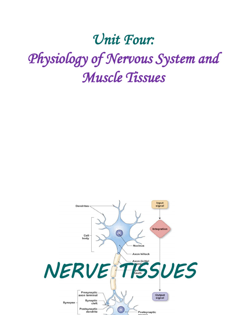 Nervous System and Muscle Physiology | PDF | Chemical Synapse | Muscle ...
