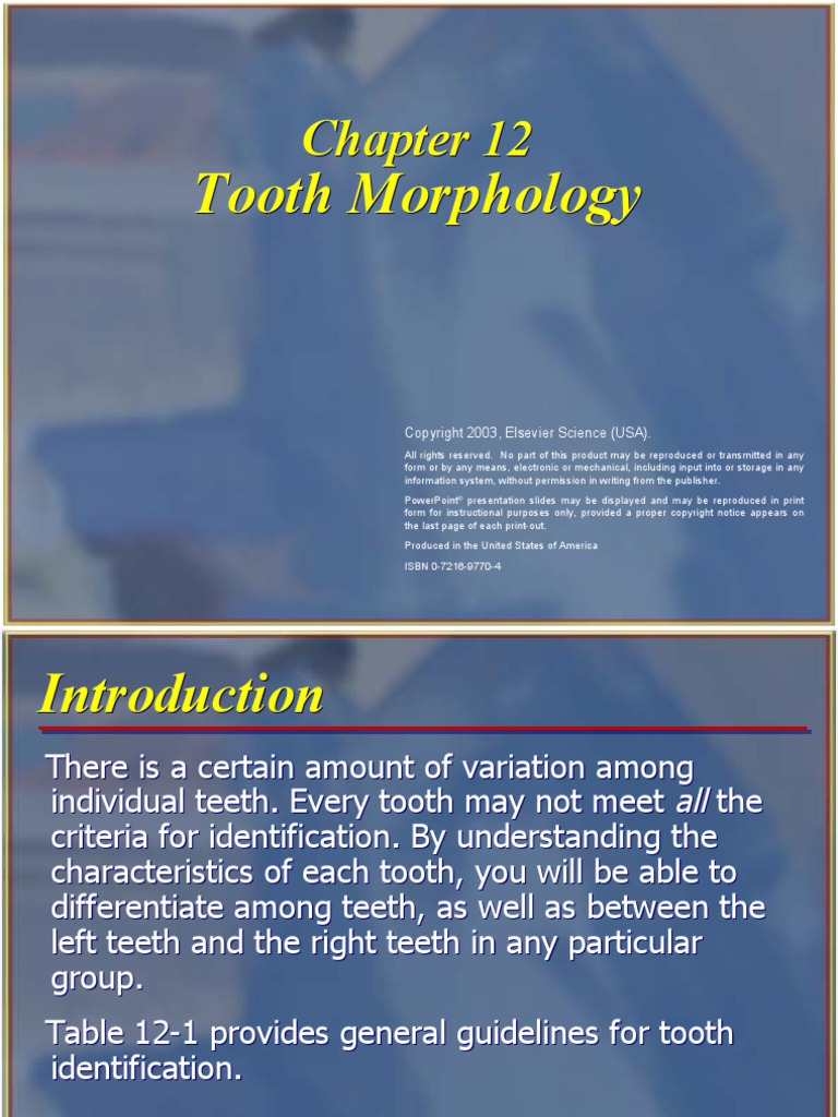 Tooth Morphology | PDF | Human Tooth | Tooth
