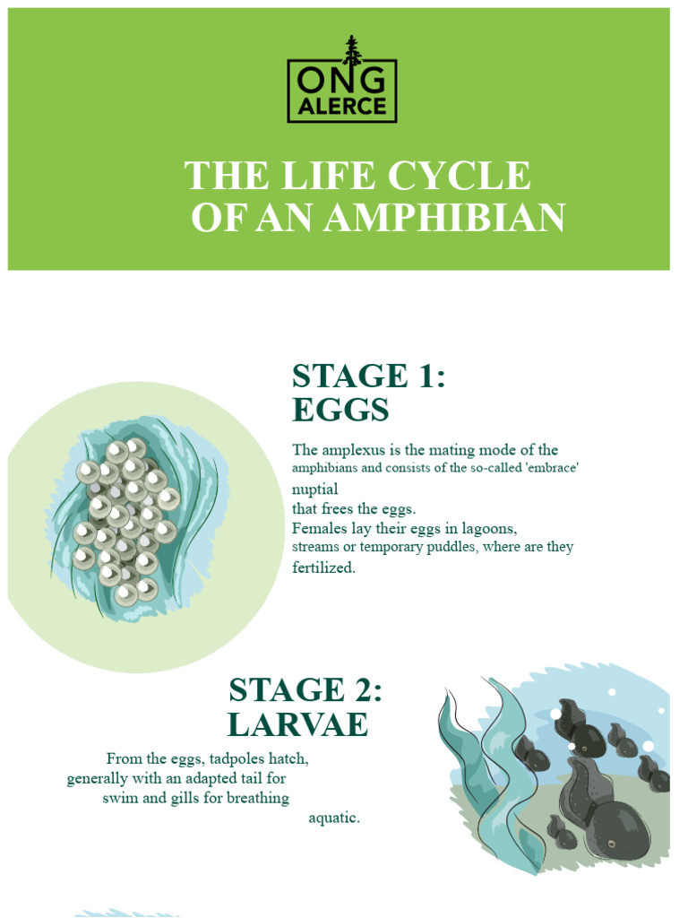 Life Cycle of An Amphibian | PDF