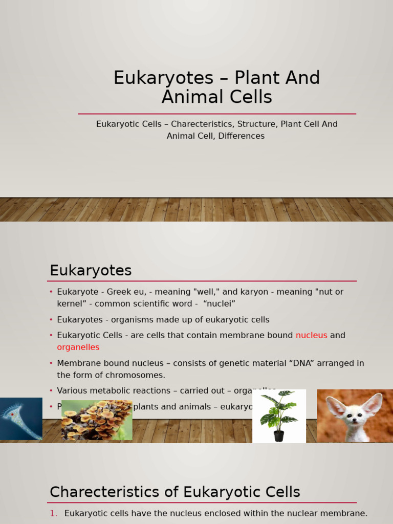 Eukaryotic Cells: Plant vs. Animal | PDF | Cell (Biology) | Eukaryotes