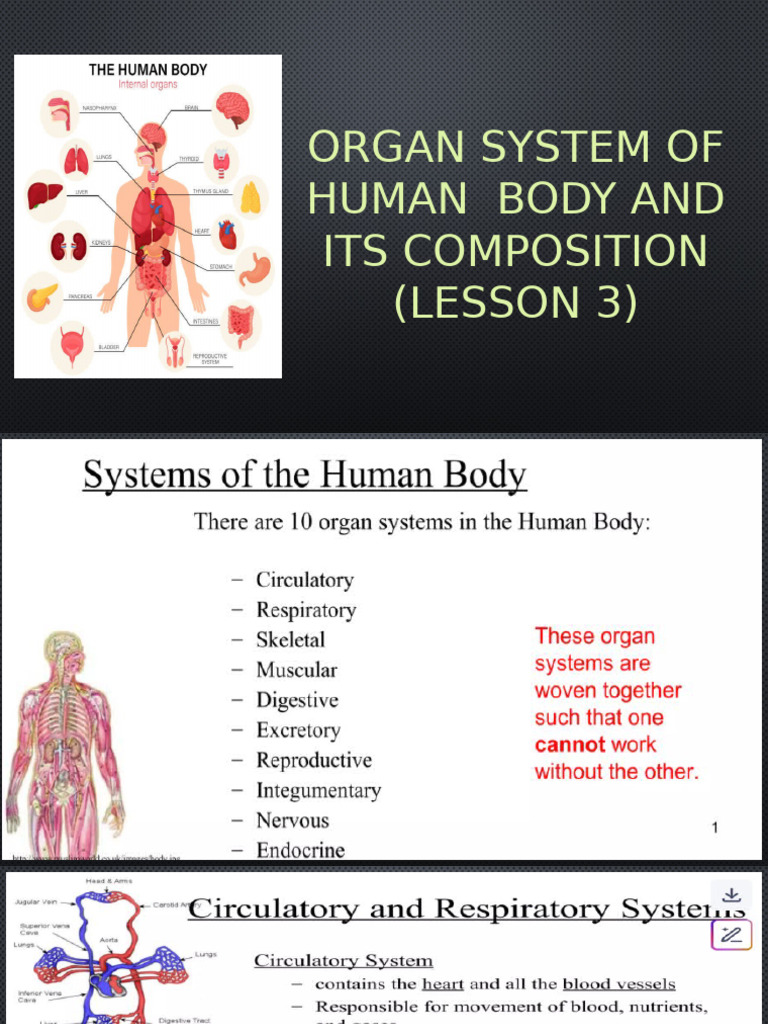 Organ System of The Human Body | PDF