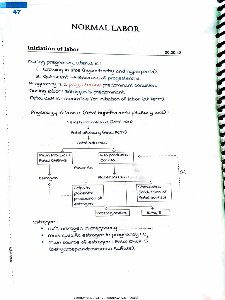 Understanding Normal Labor Dynamics | PDF | Reproductive System | Organ ...
