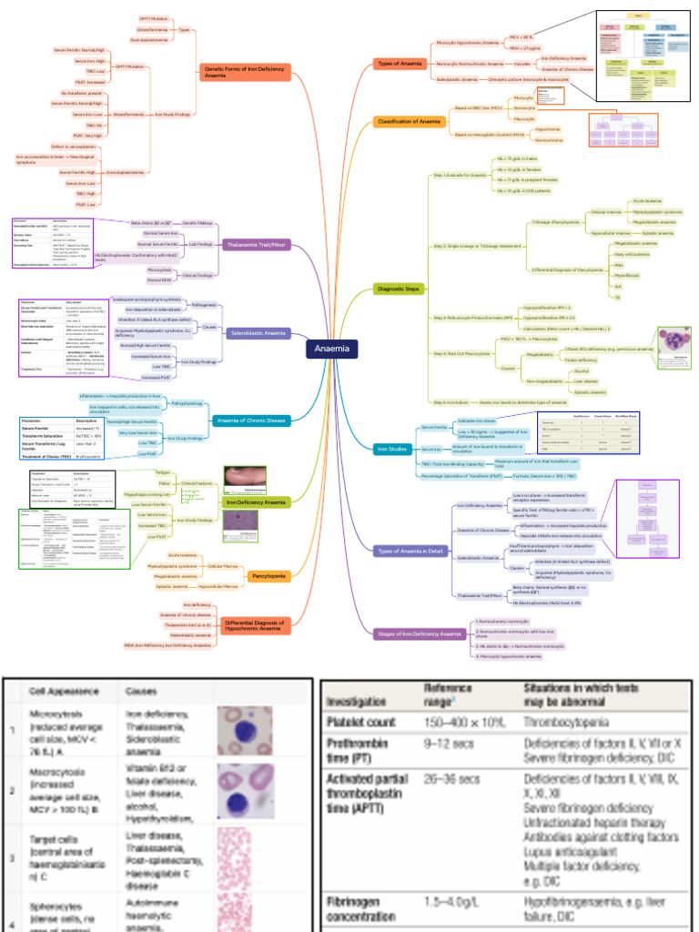 Anaemia High-Yield Points | PDF | Anemia | Blood