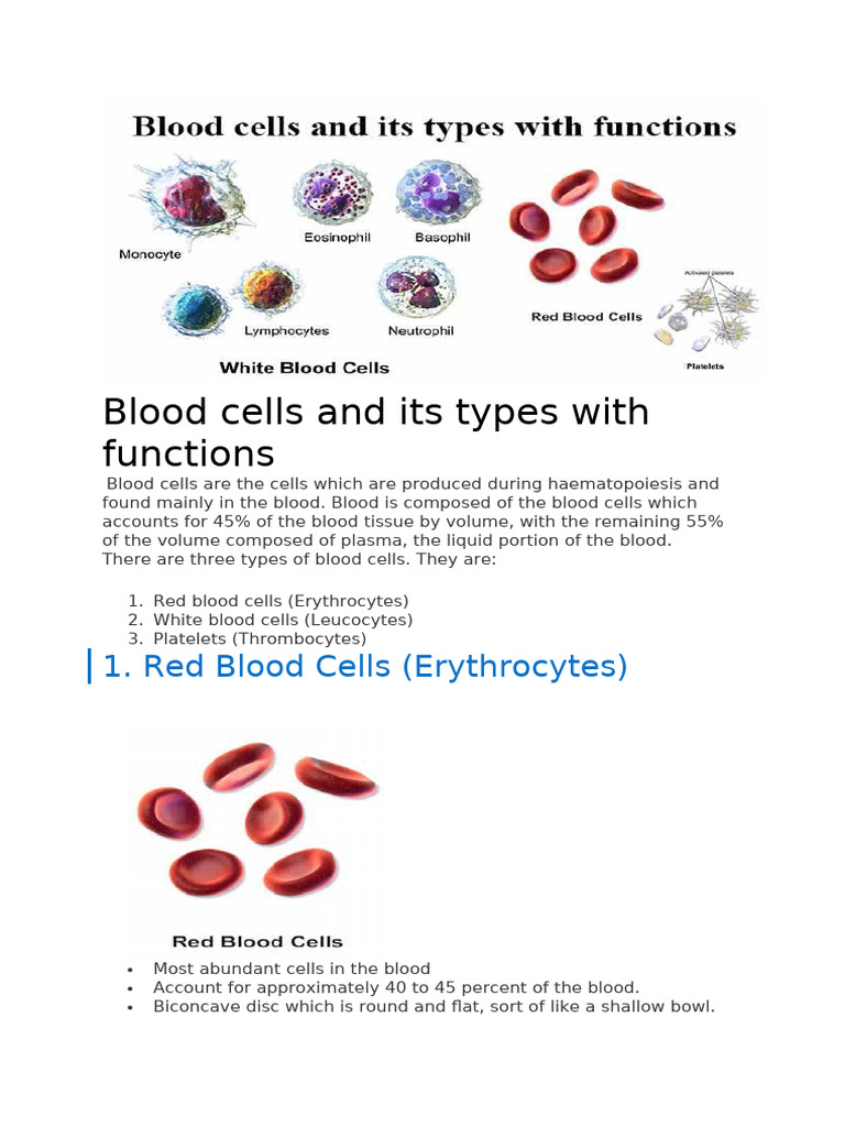 Types and Functions of Blood Cells | PDF | Granulocyte | White Blood Cell