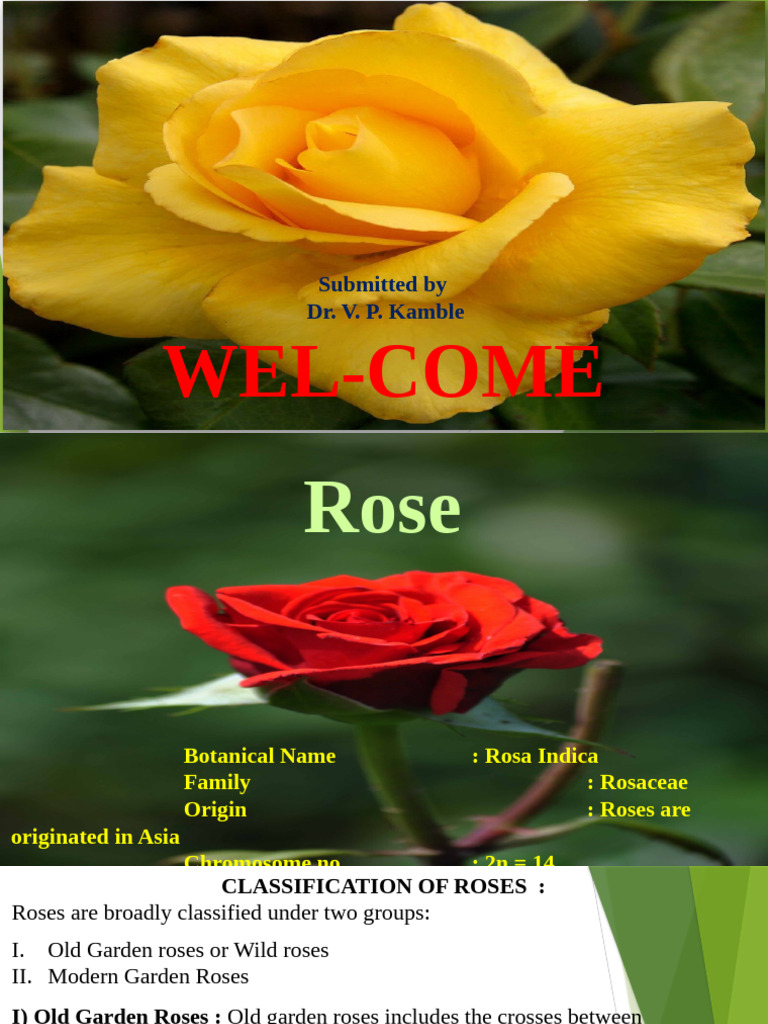 Rose Production Technology Overview | PDF | Rose | Botany