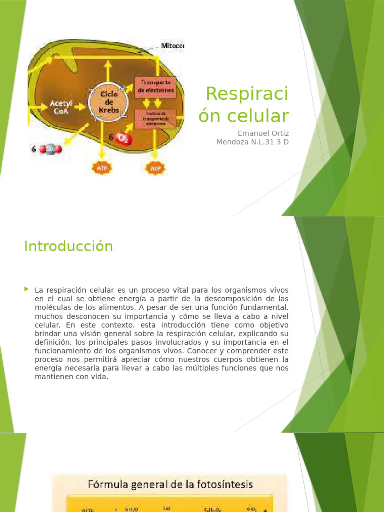 Respiración Celular PP | PDF | Respiración celular | Dieta y nutrición