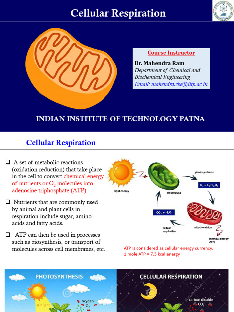 Cellular Respiration | PDF | Diet & Nutrition | Chemistry
