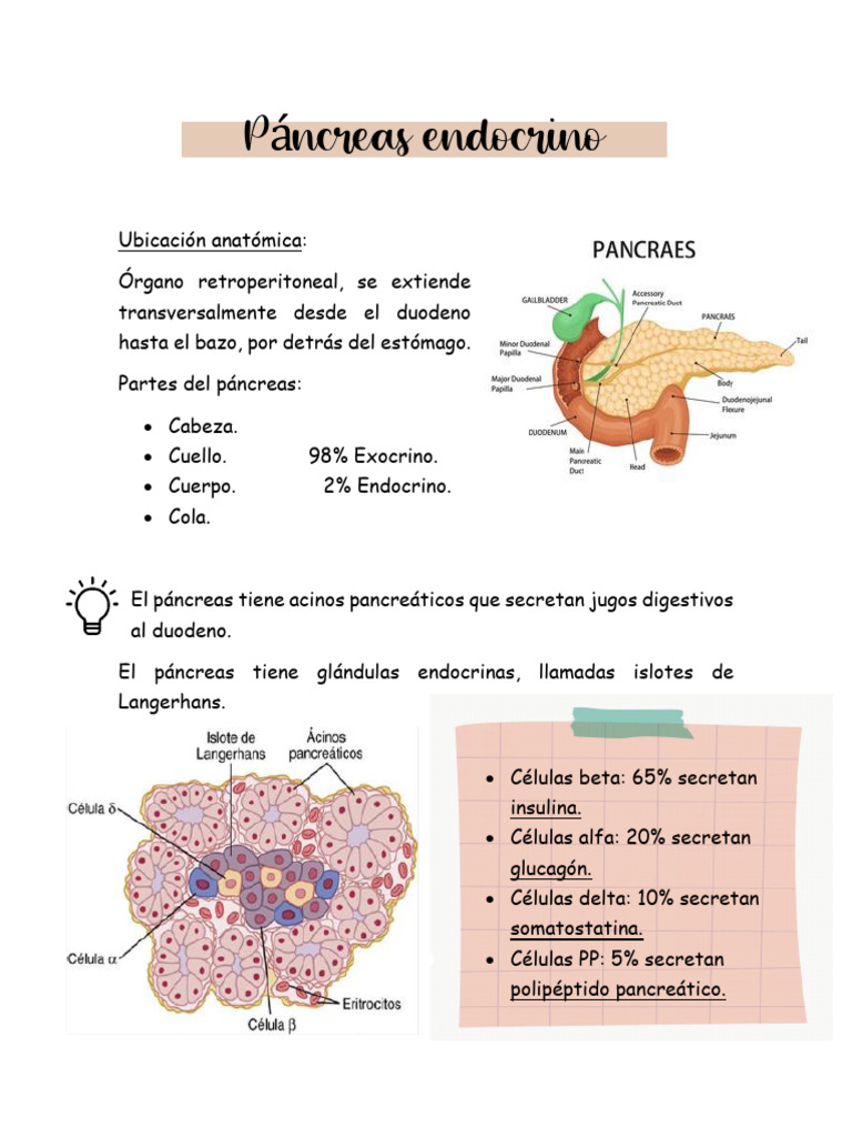 Funciones y regulación del páncreas endocrino | PDF | Insulina | Páncreas
