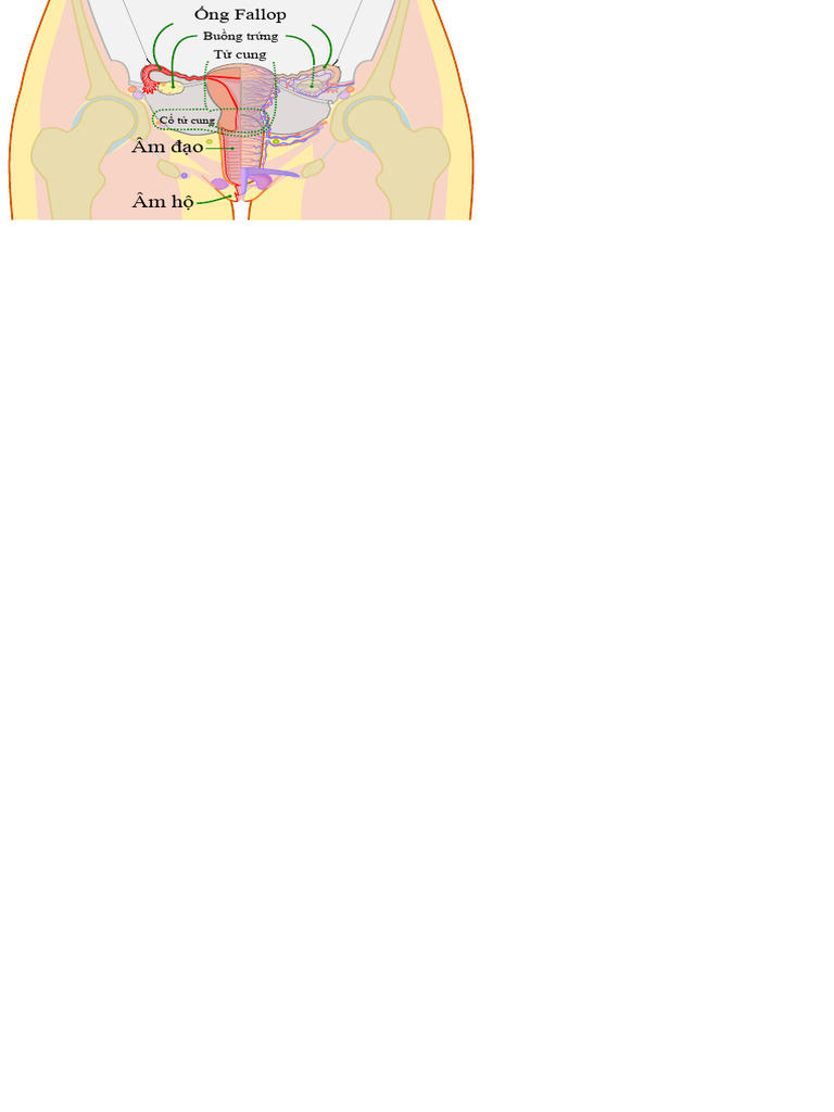 Wikipediacommons88cscheme Female Reproductive System-Vi - SVG | PDF