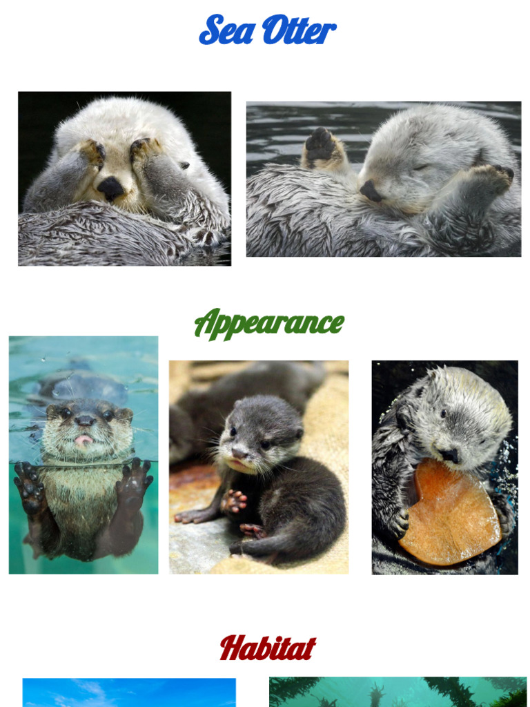 Sea Otter | PDF