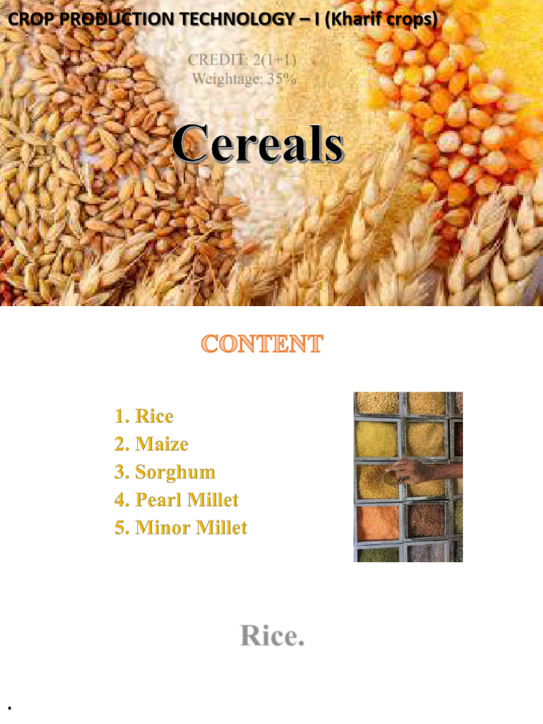 Rice Cultivation Techniques in India | PDF | Rice | Sowing
