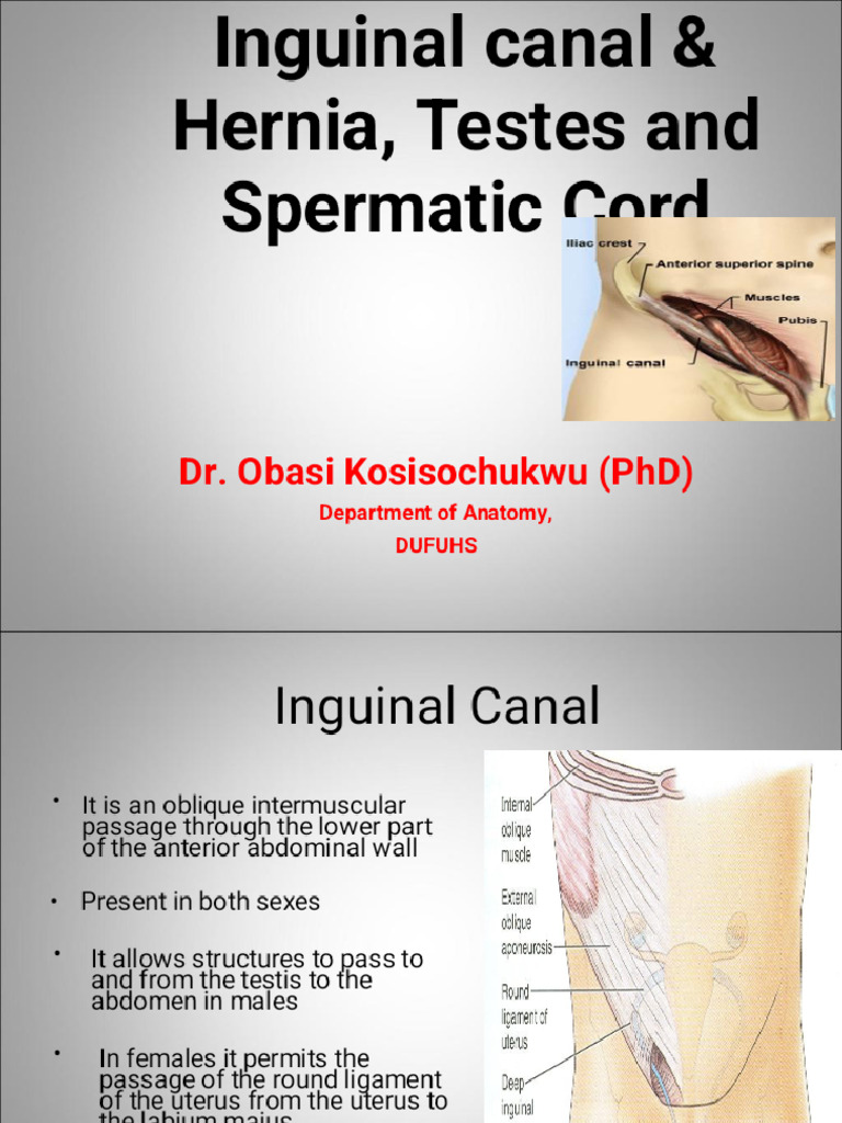 DR Obasi Kosi On Inguinal Canal, Vas Deferens and Testis - Phoenix | PDF