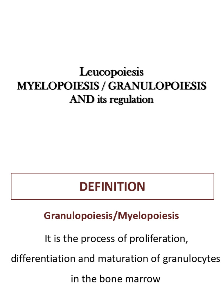 Granulopoiesis: Stages and Regulation | PDF | Granulocyte ...