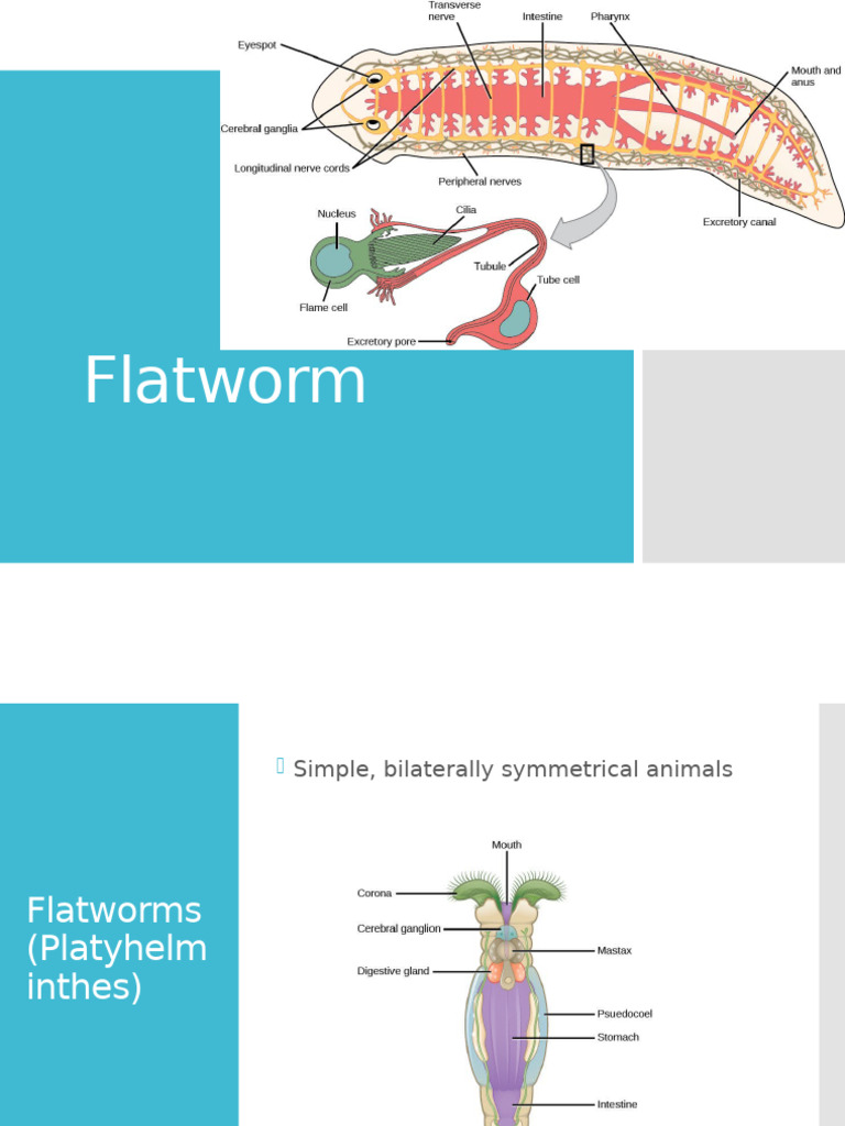 Flatworm | PDF
