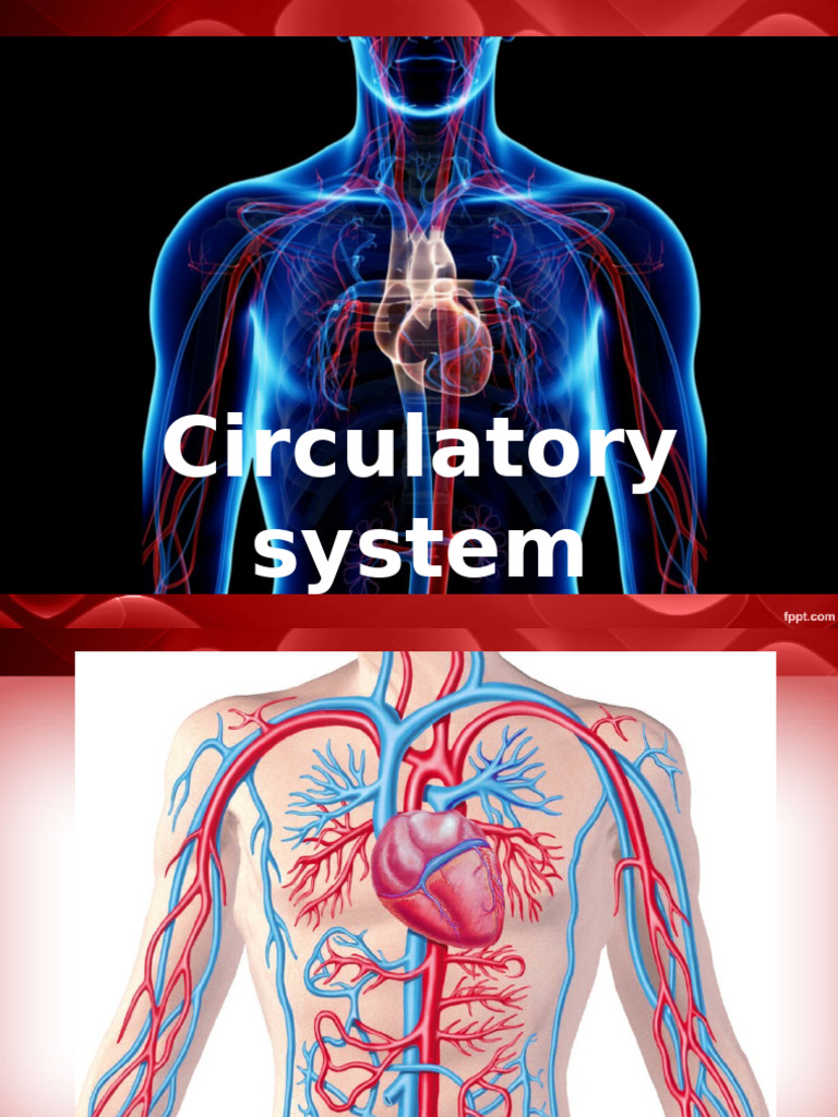 Circulatory Cardiovascular System | PDF