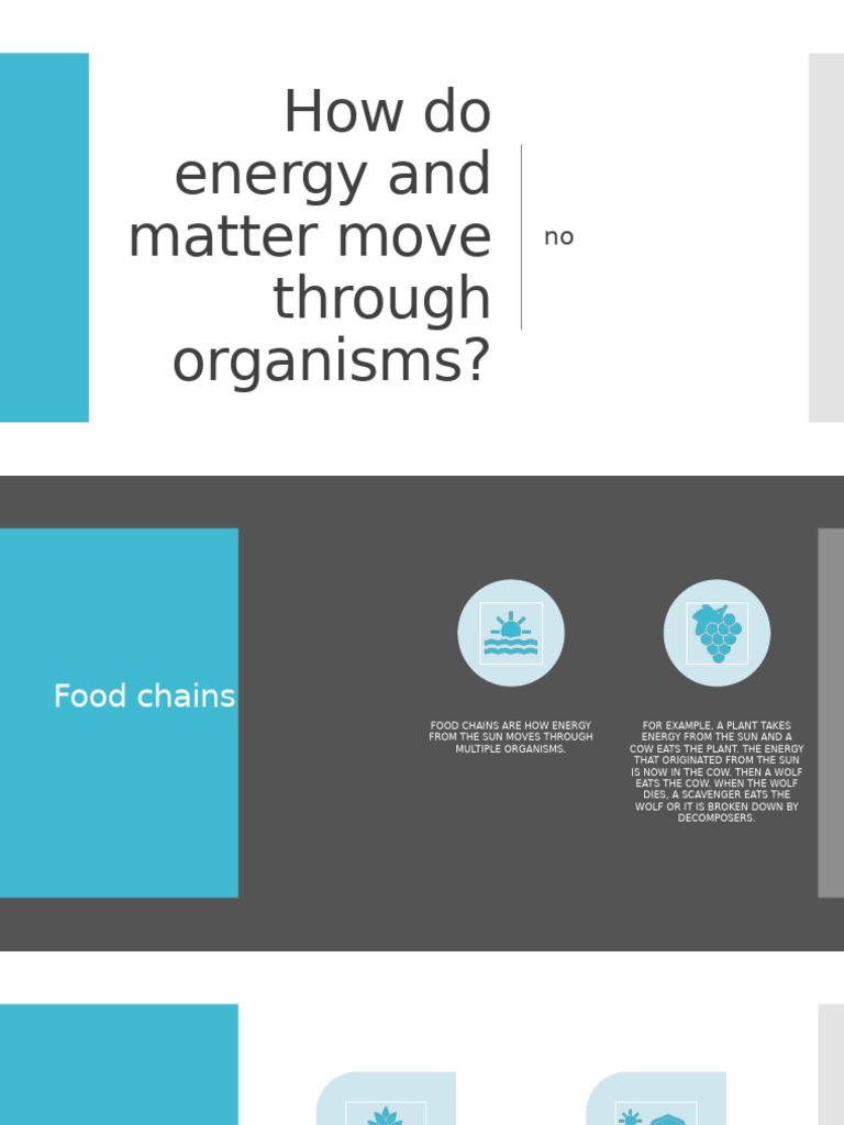 How Do Energy and Matter Move Through Organisms? | PDF