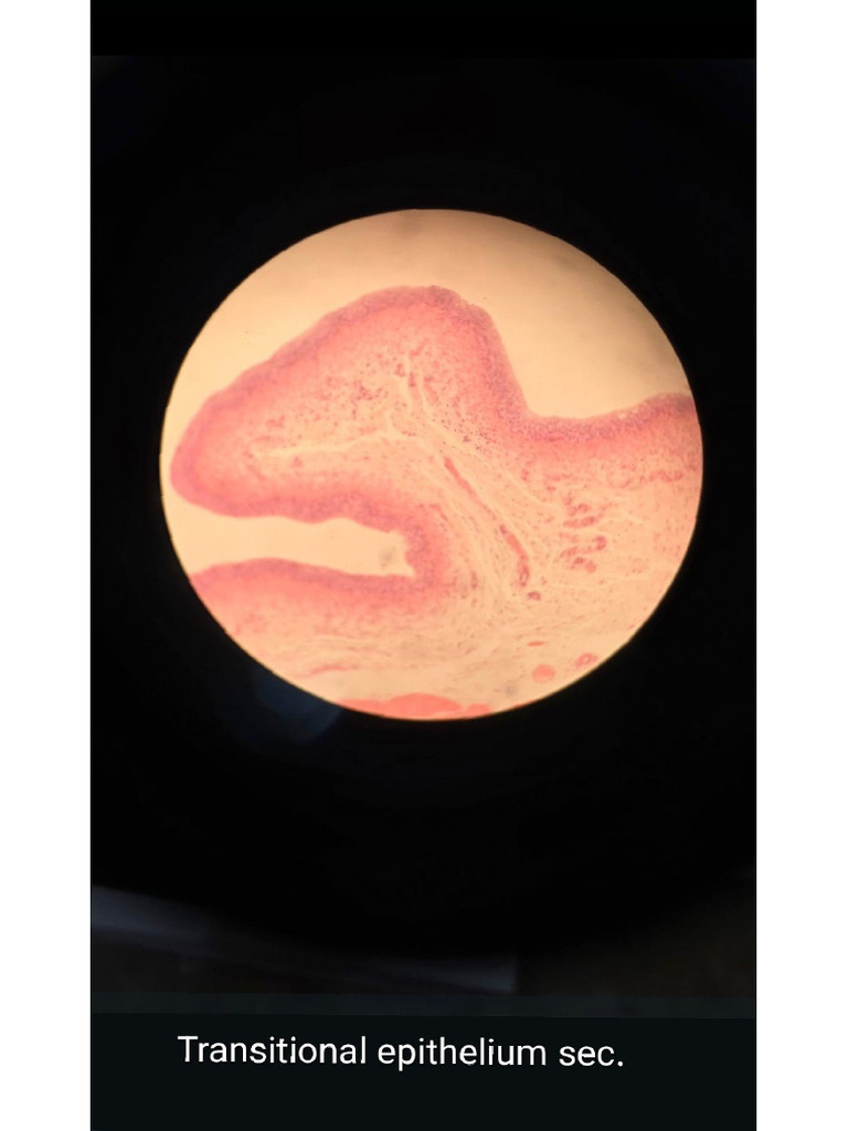 Histology Slides Block 1, 1st Year Mbbs NMDC | PDF