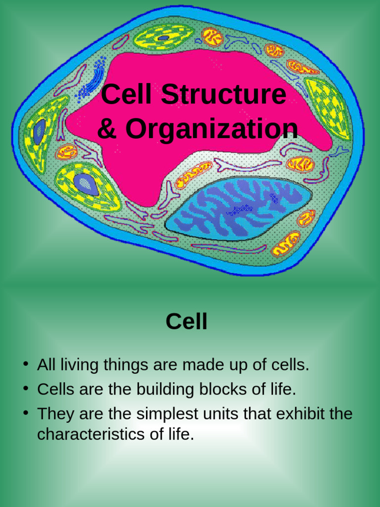 Lesson 3- Cell Structure and Organization (Grade 10) | PDF | Cell ...