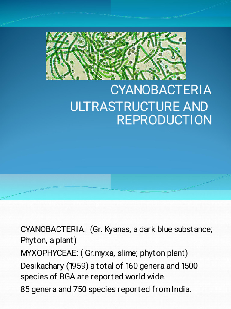 cyanobacteria | PDF | Cyanobacteria | Cell (Biology)