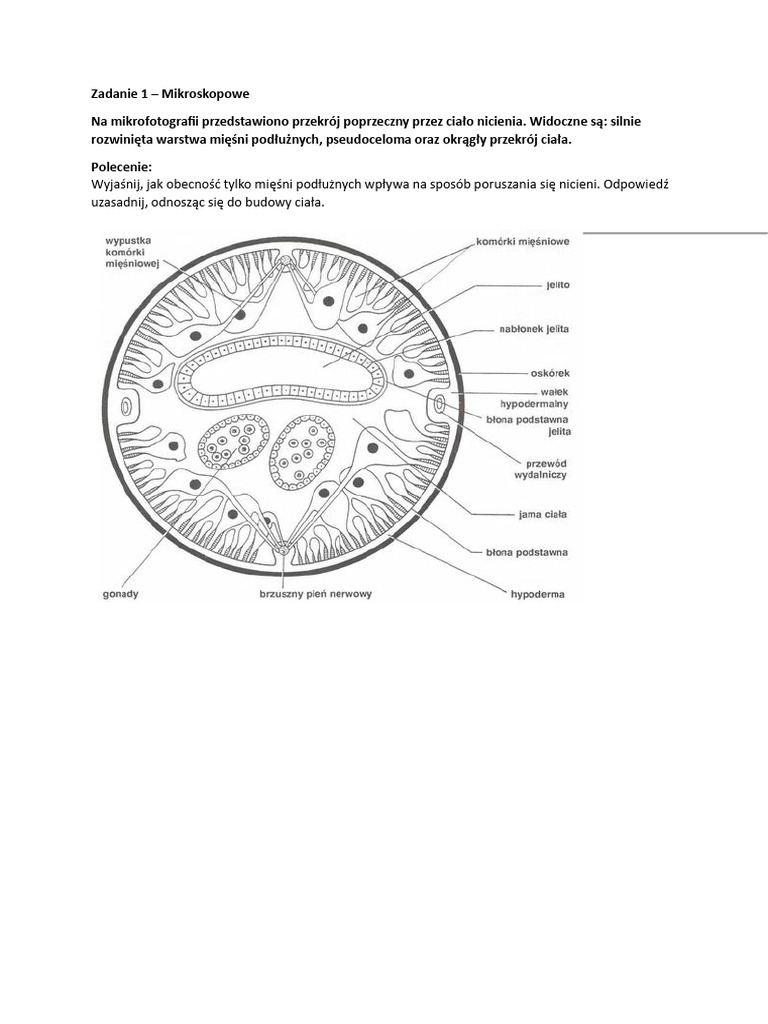 Nicienie | PDF