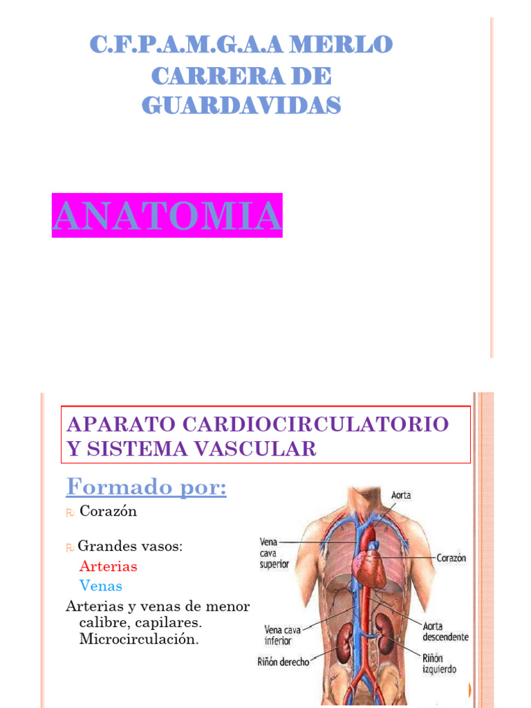 Anatomía del Sistema Vascular Humano | PDF | Aorta | Vena
